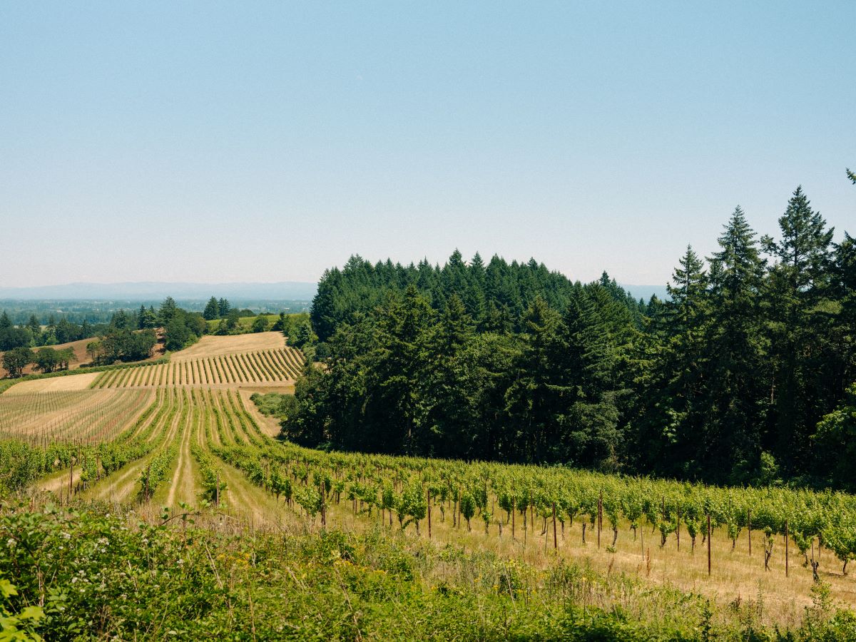 Evening Land - Seven Springs Estate Vineyard - Oregon Wine Board