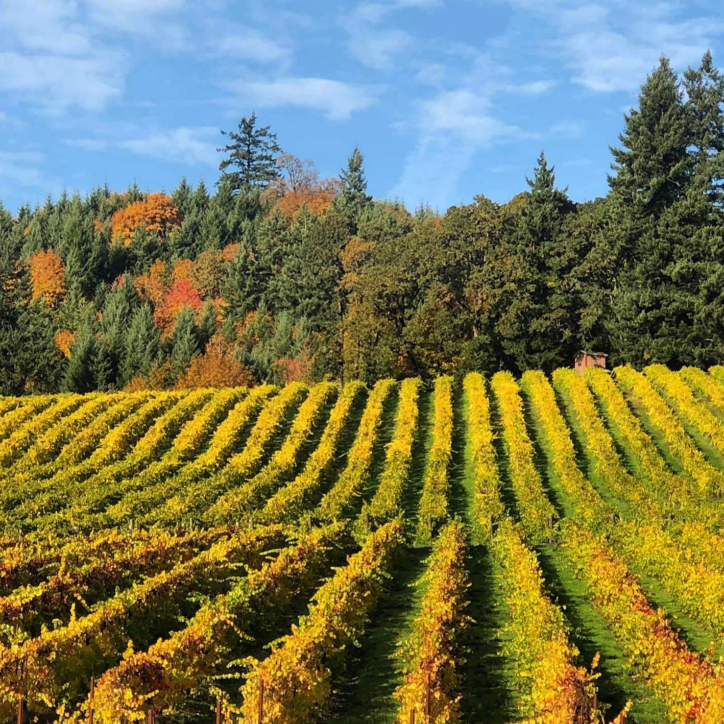 Ankeny Vineyard - Oregon Wine Board