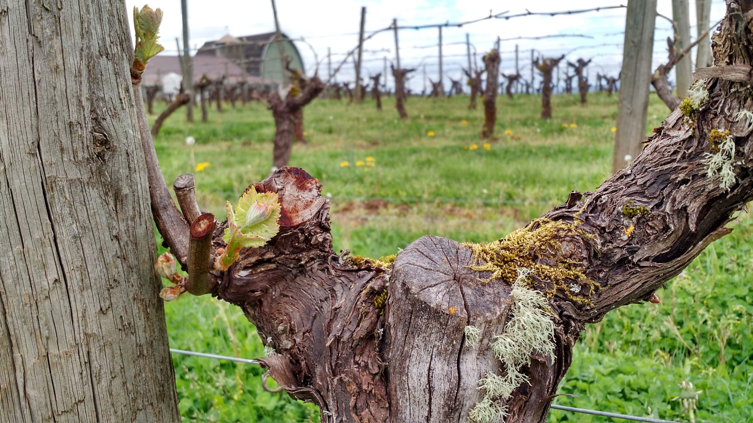 Ruby Vineyard & Winery - Oregon Wine Board