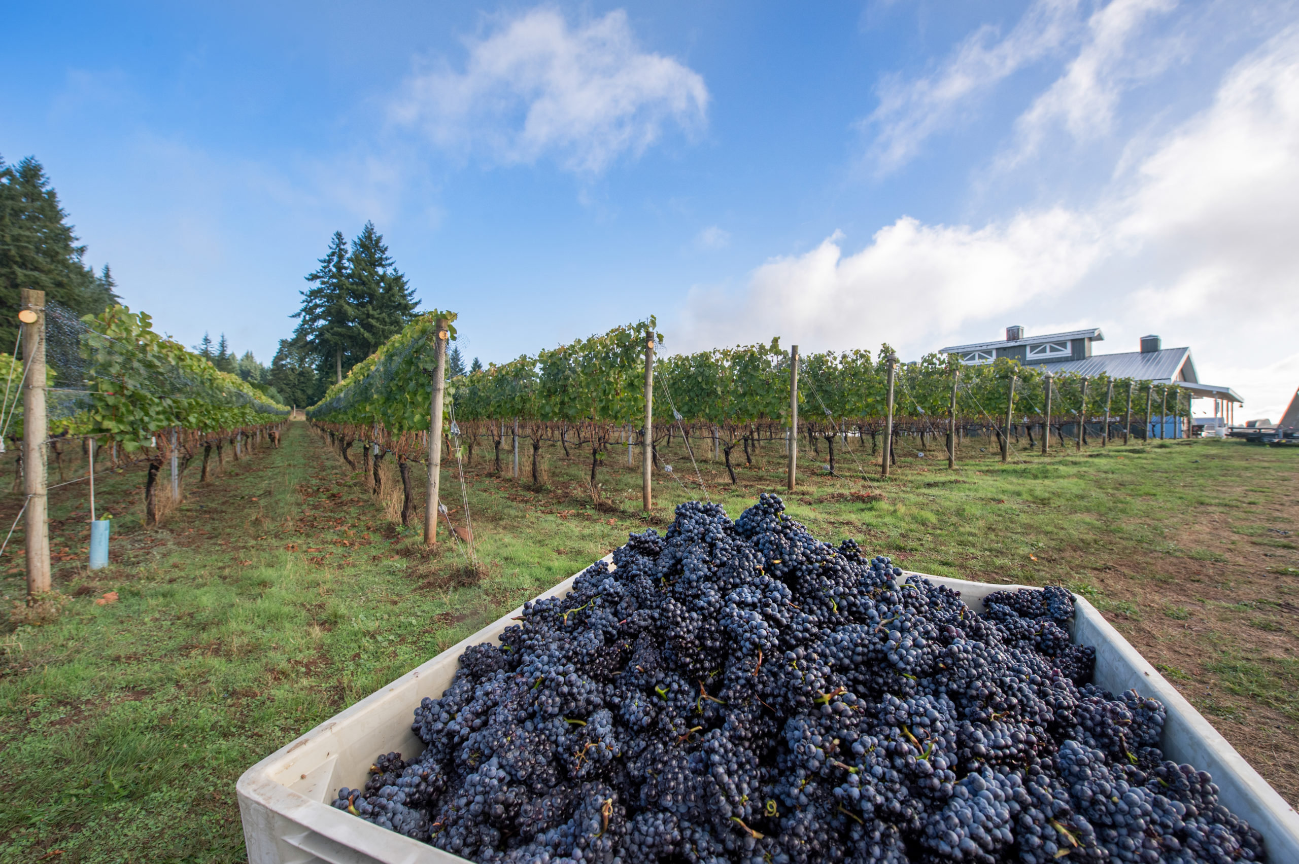 Beckham Estate Vineyard - Oregon Wine Board