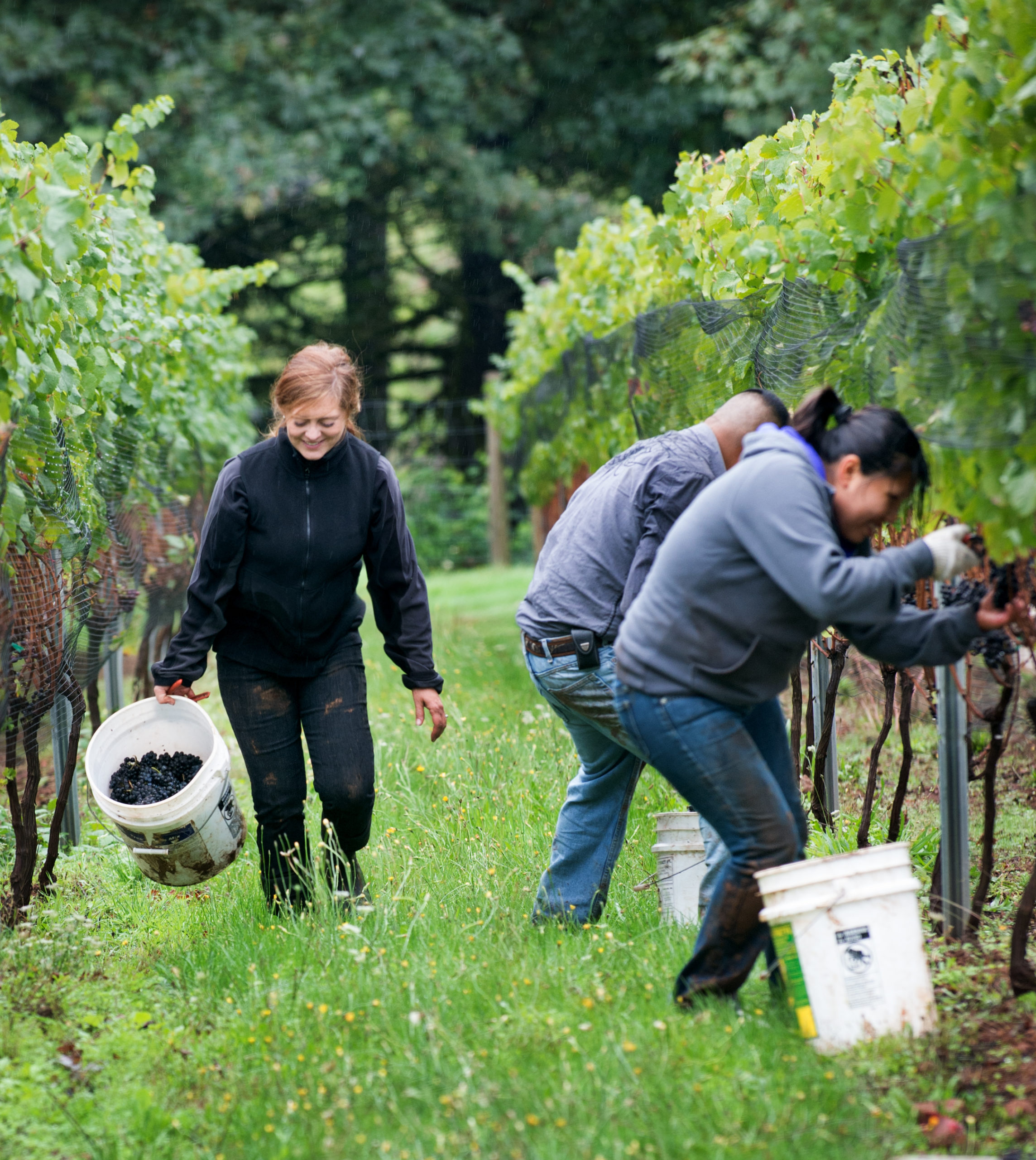Beckham Estate Vineyard - Oregon Wine Board