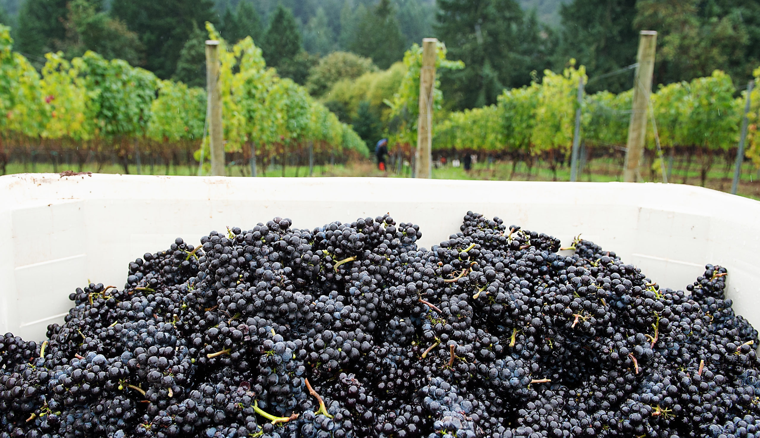 Beckham Estate Vineyard - Oregon Wine Board