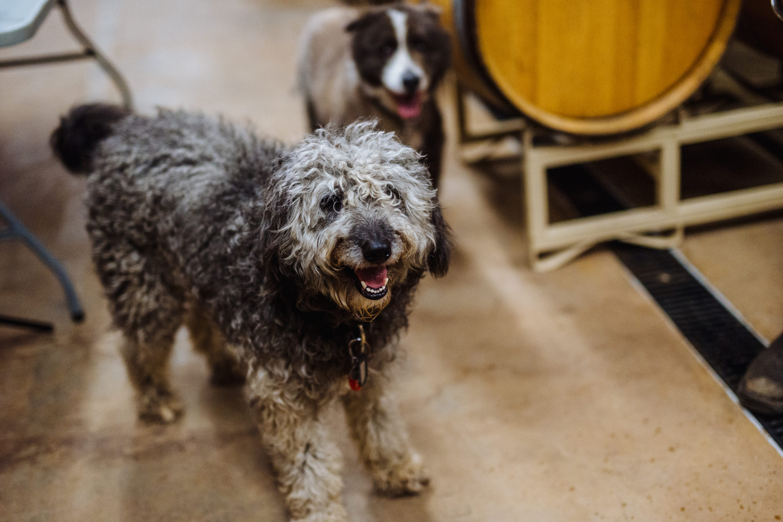 GC Wines - Oregon Wine Board