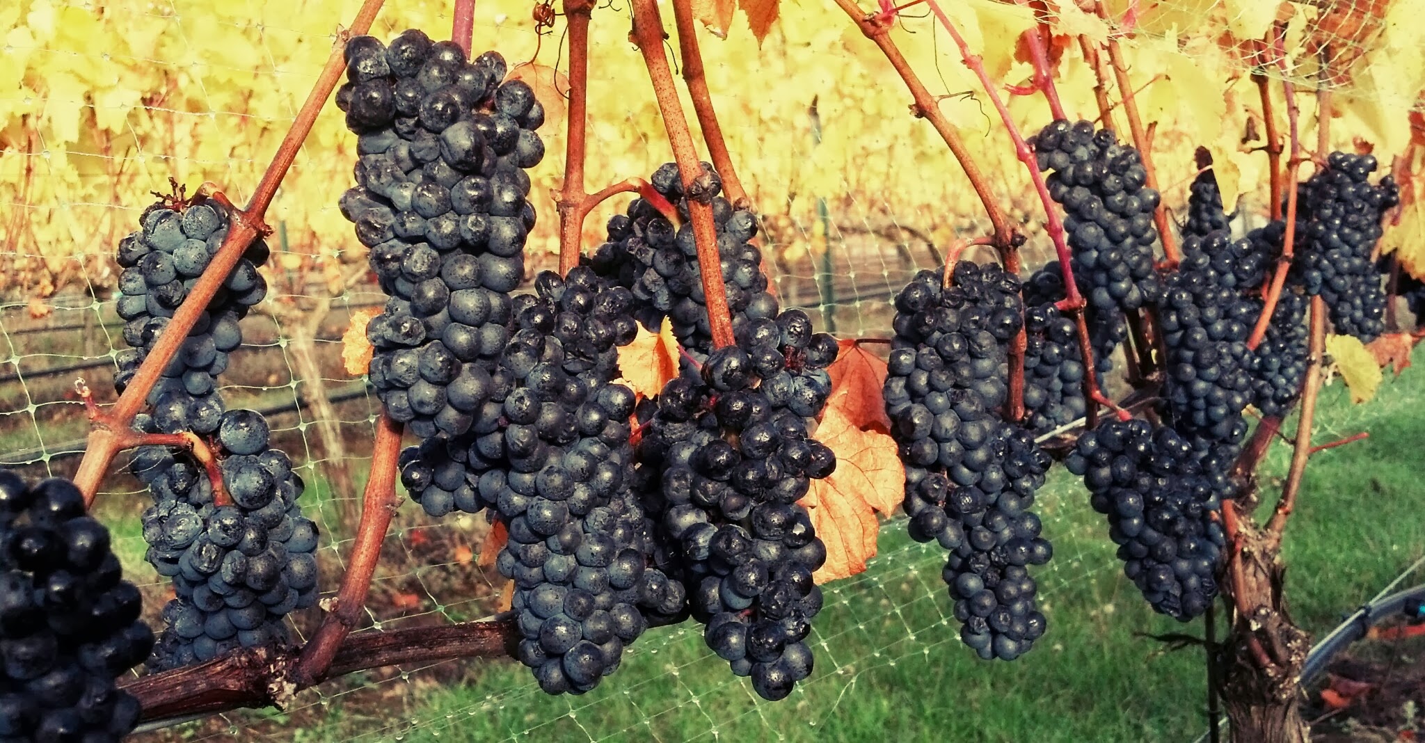 Kason Vineyards - Oregon Wine Board