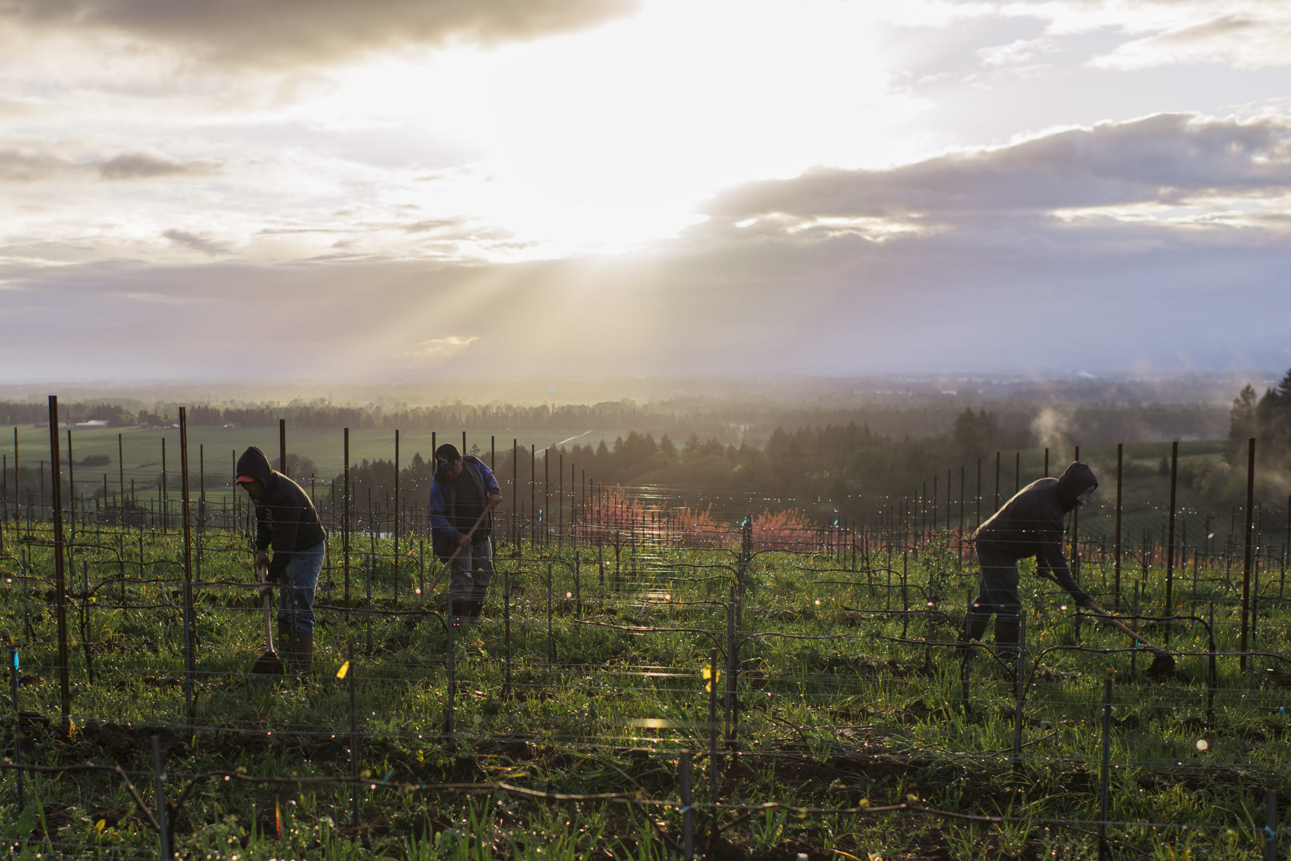 Evening Land - Seven Springs Estate Vineyard - Oregon Wine Board
