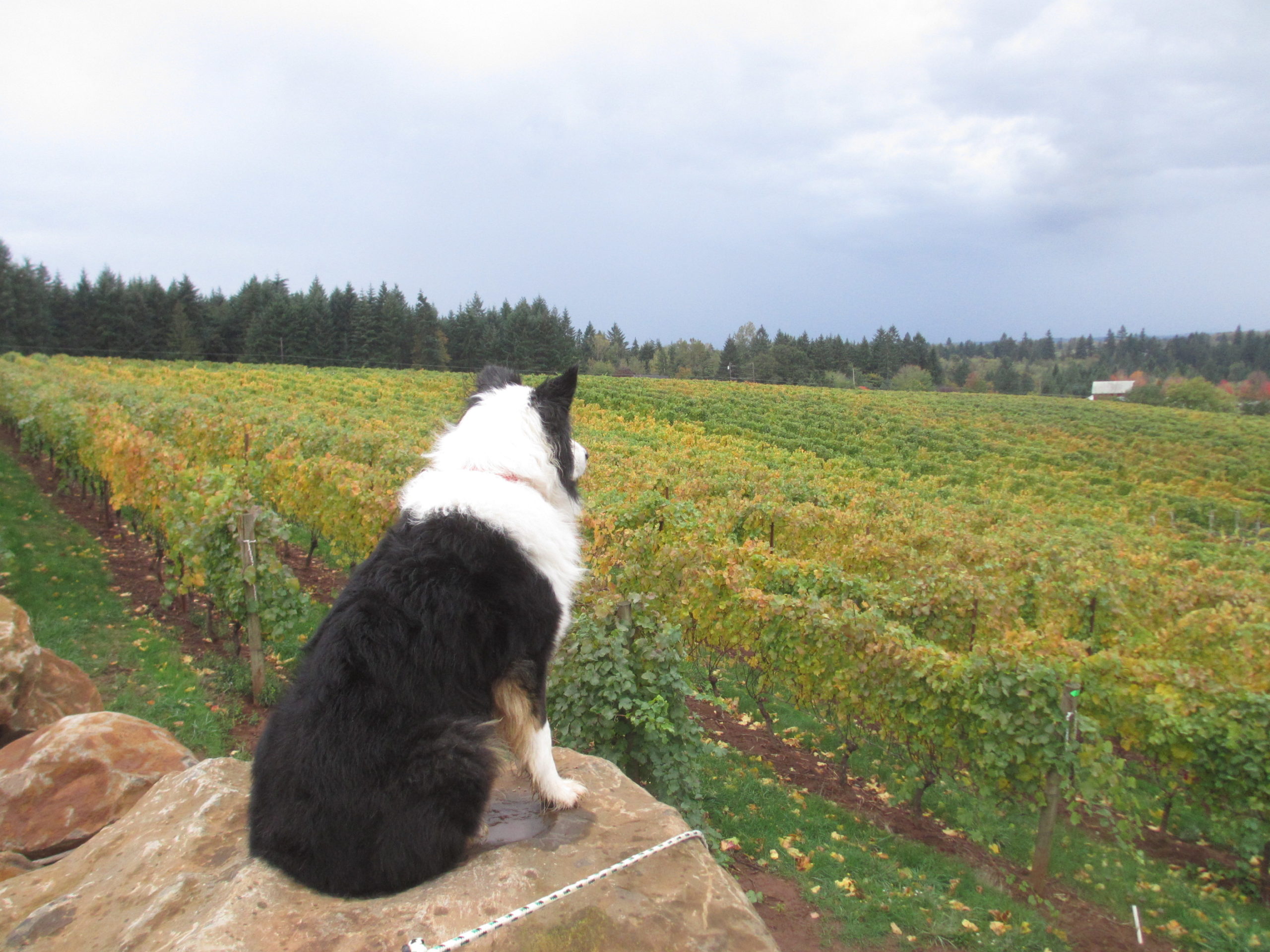 Christopher Bridge Winery Tasting Room and Satori Springs Estate ...