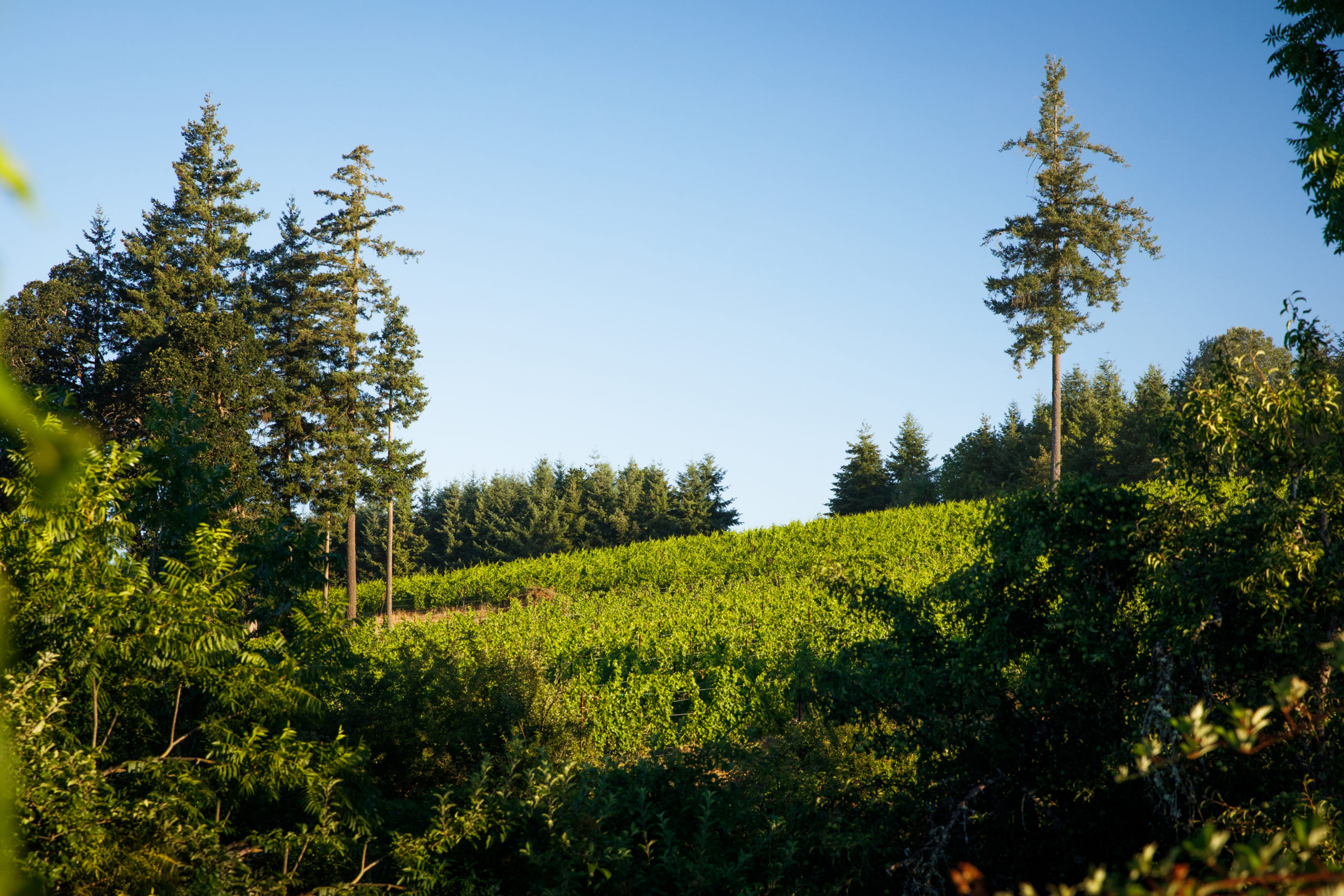 Abbott Claim - Oregon Wine Board